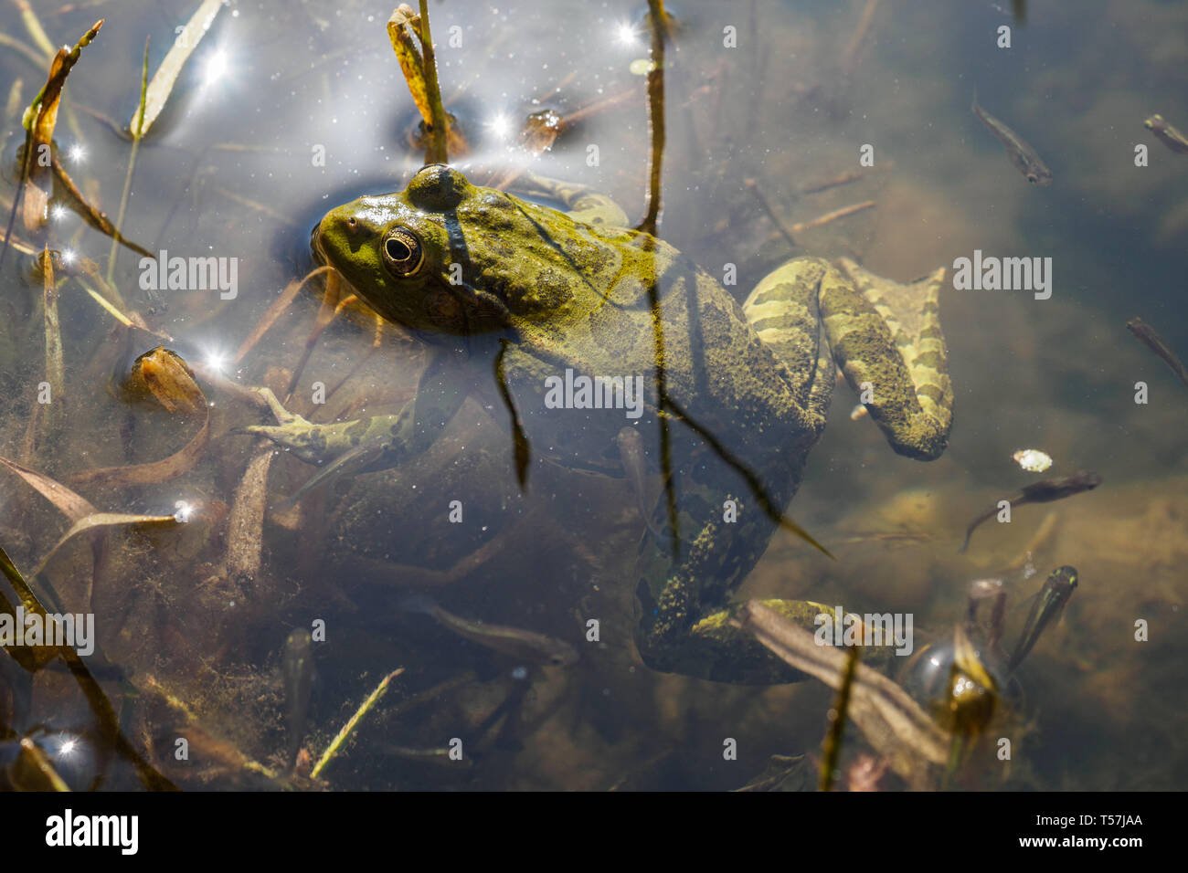 Green frog with tadpoles in water, close-up Stock Photo - Alamy