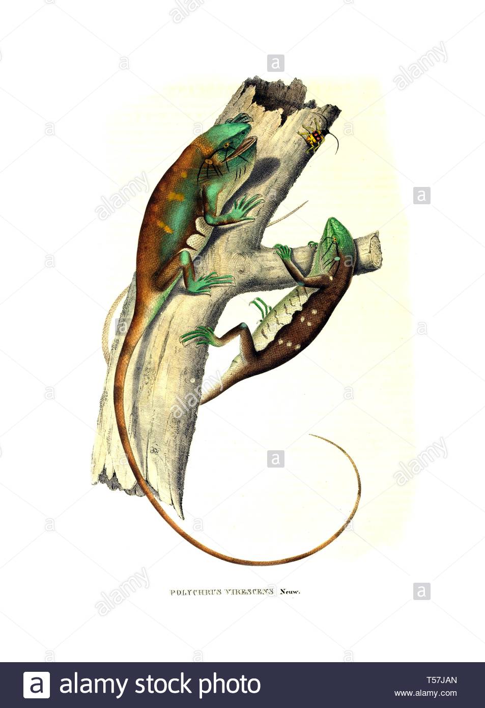 Herptiles High Resolution Stock Photography and Images - Alamy