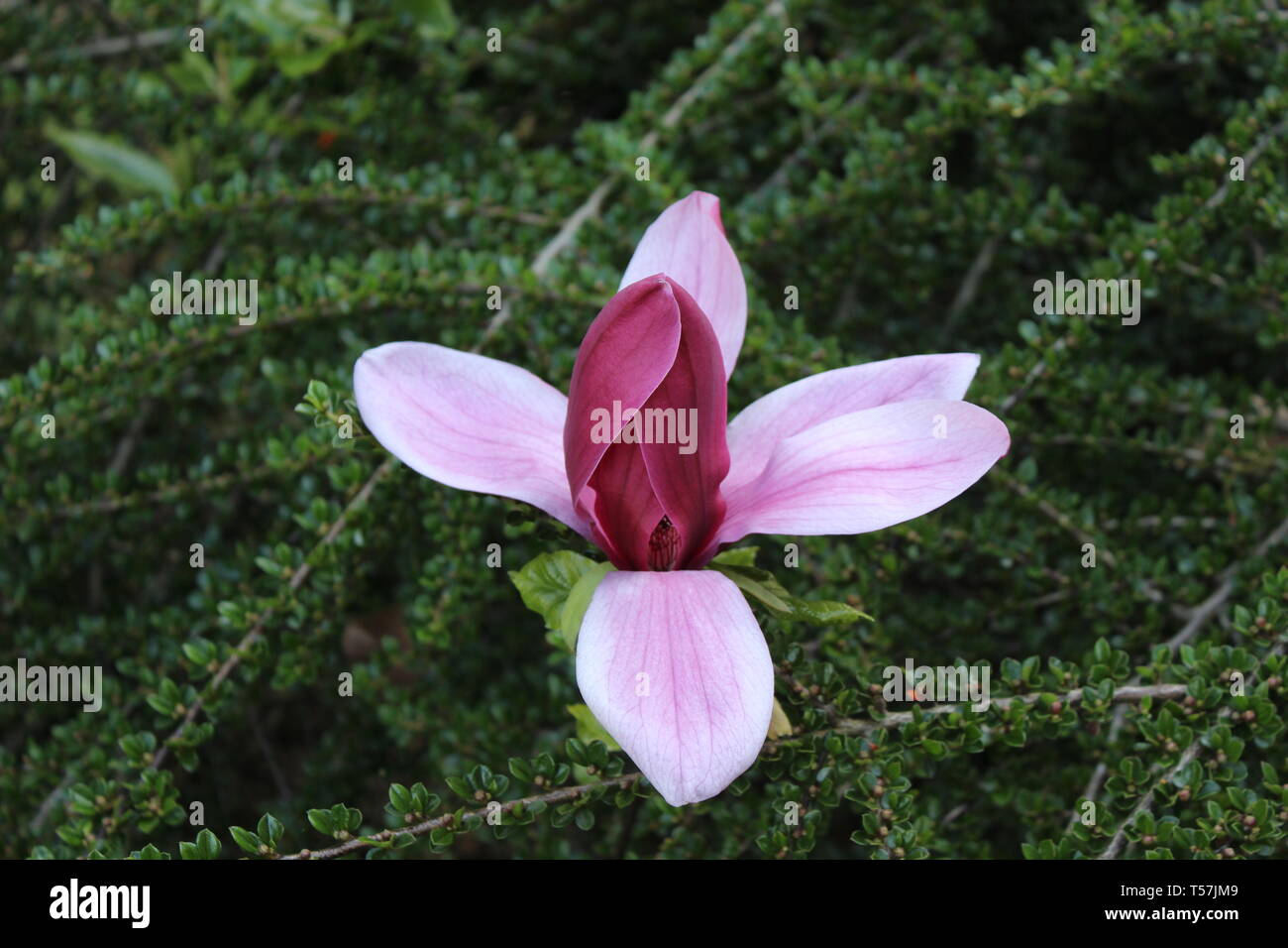 Lila flower hi-res stock photography and images - Alamy