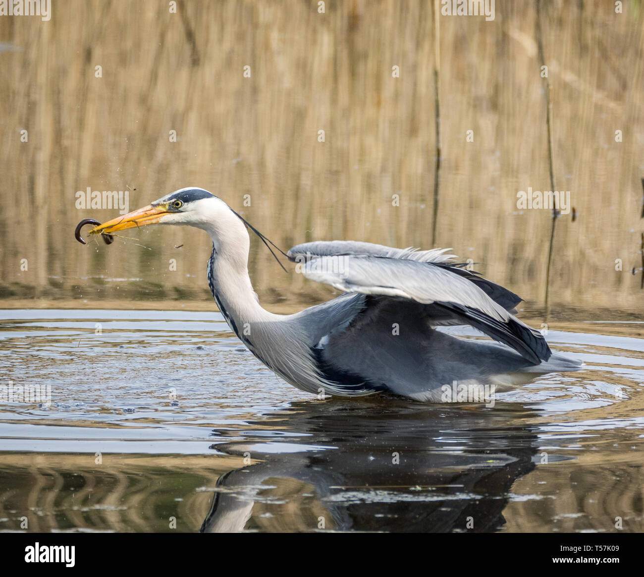 Welsh wildlife centre, cilgerran hi-res stock photography and images ...
