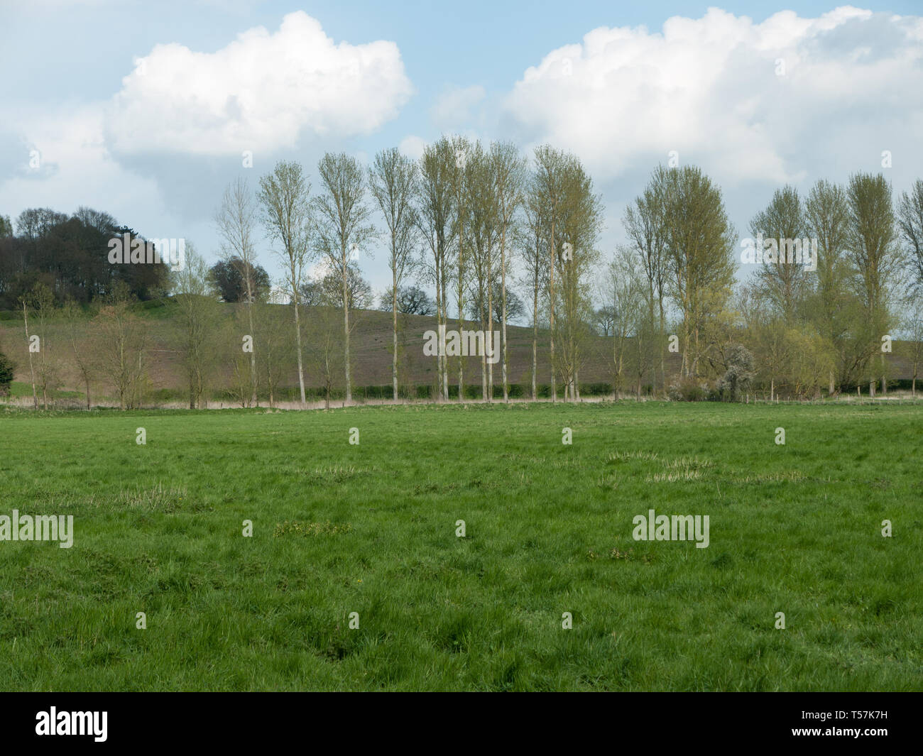 Line of trees nature with background of cloud scenery; Bures; Suffolk ...