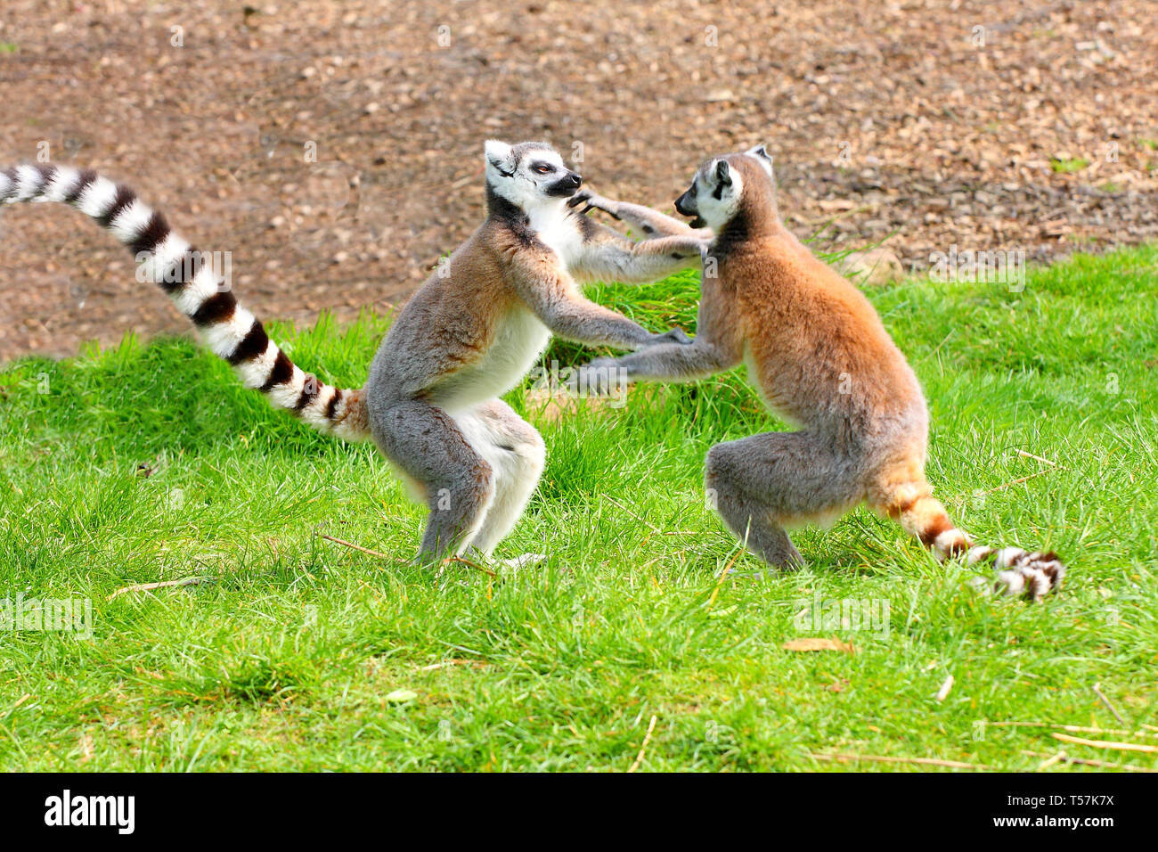 Lemus hi-res stock photography and images - Alamy