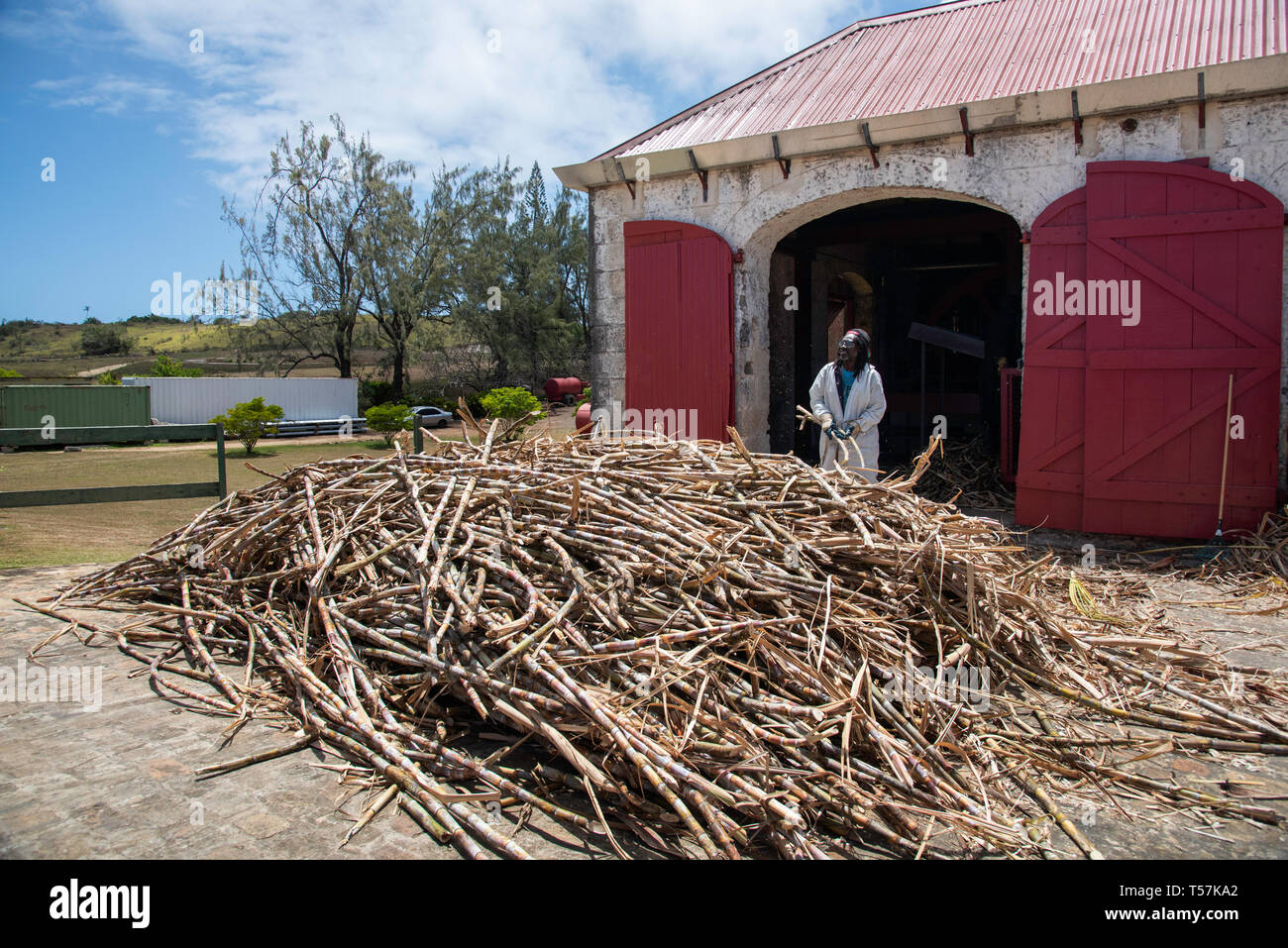 Processing Sugar Cane at St Nicholas Abbey Sugar Cane Plantation and ...