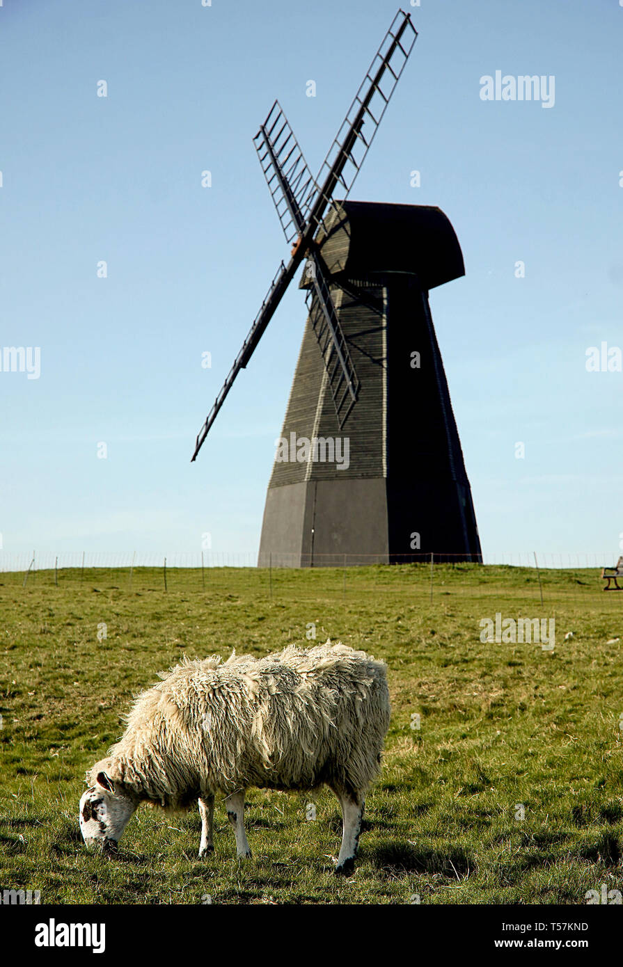 Rottingdean sheep hi-res stock photography and images - Alamy