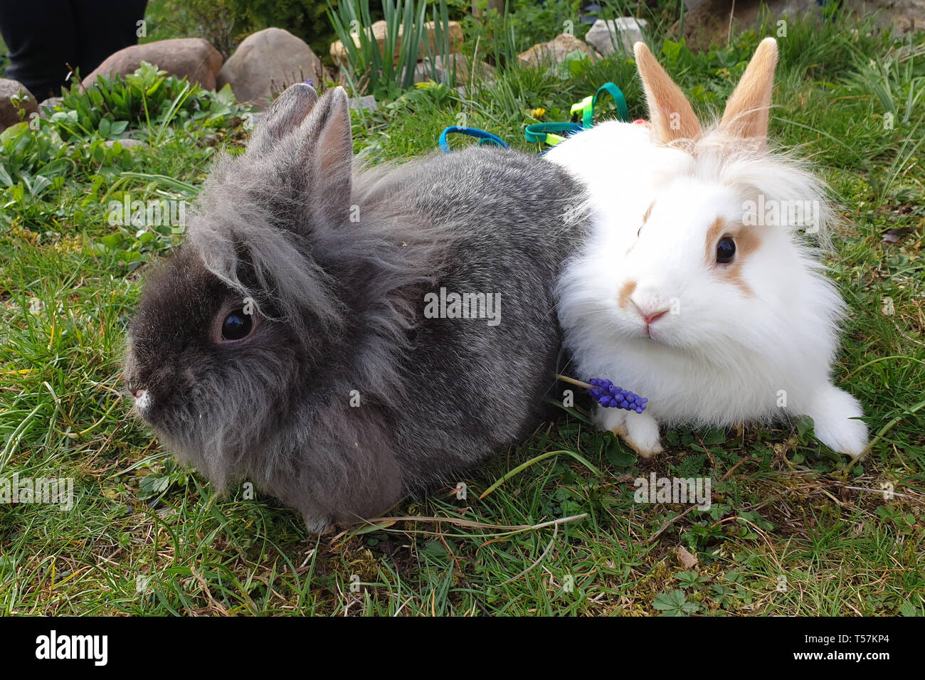 Beautiful cute rabbit on a green summer meadow Stock Photo - Alamy