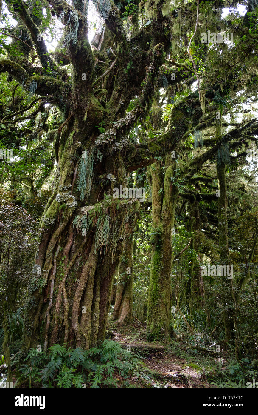 Primeval forest walk below Mount Taranaki with epiphytes , Egmont ...