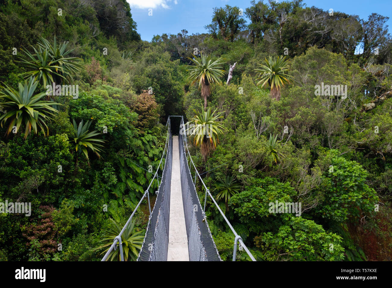 Swing Bridge on Primeval forest walk below Mount Taranaki with ...