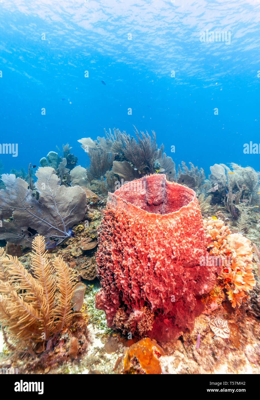 Coral garden in Caribbean Stock Photo - Alamy