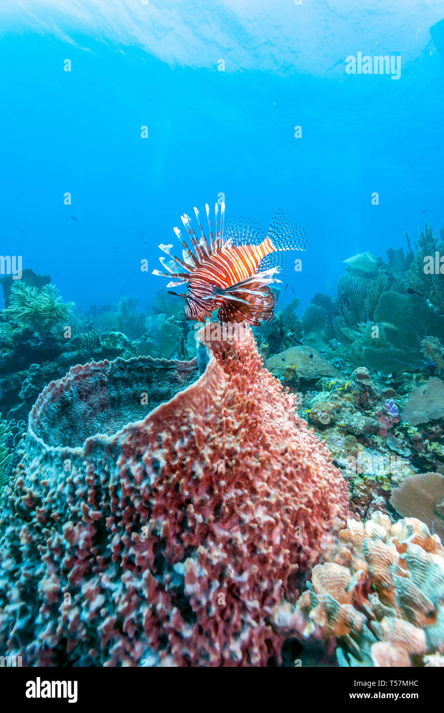 Coral garden in Caribbean Stock Photo - Alamy
