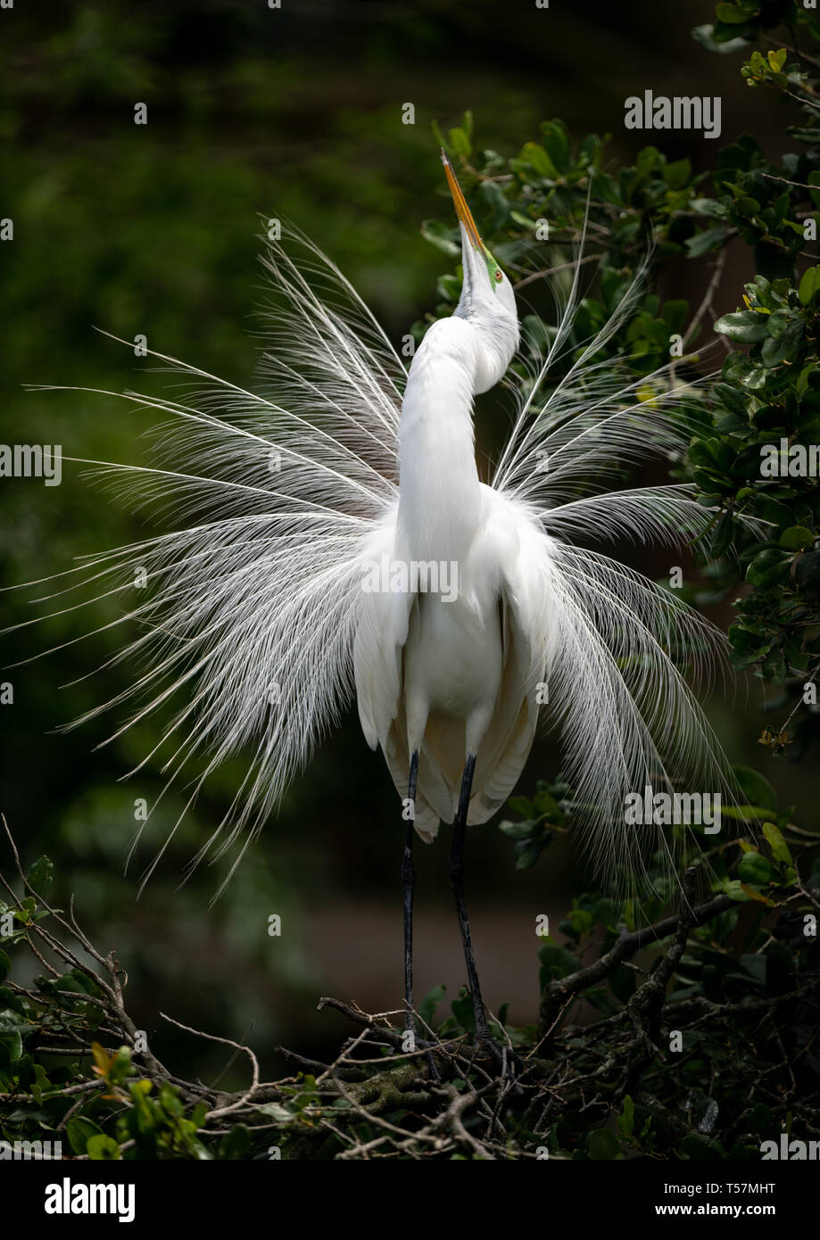 Great White Egret Face High Resolution Stock Photography and Images - Alamy