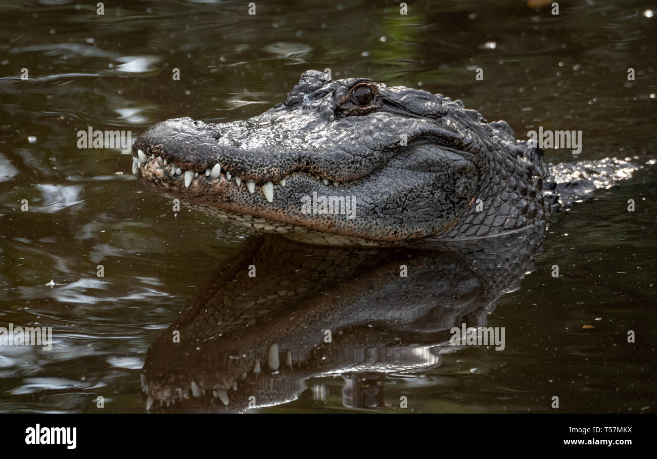 Alligator in Florida Stock Photo - Alamy