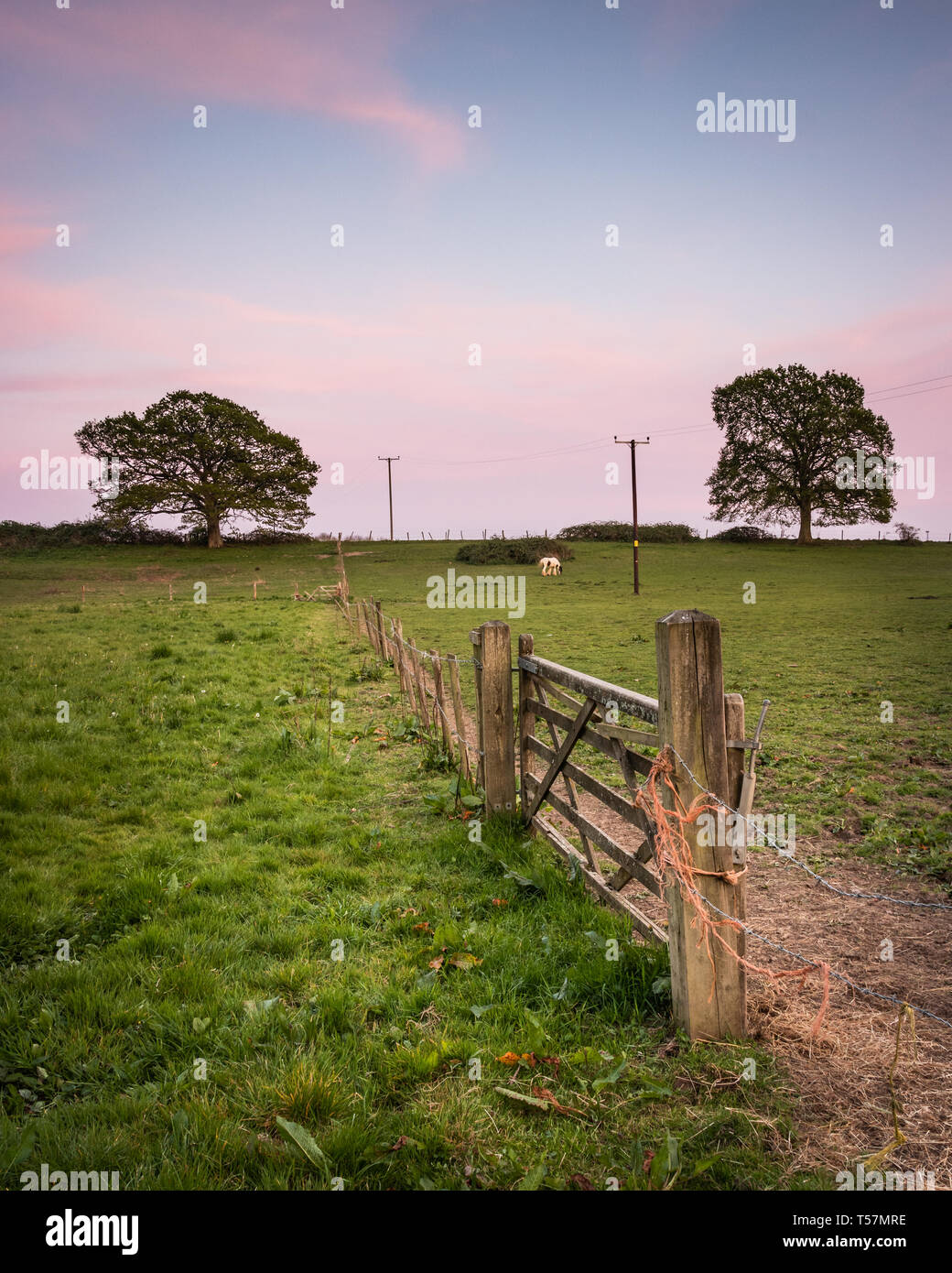 Two trees hill hi-res stock photography and images - Alamy
