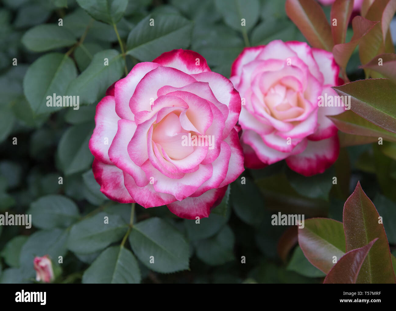 Gorgeous two-colored rose flower head, Southern California Stock Photo ...