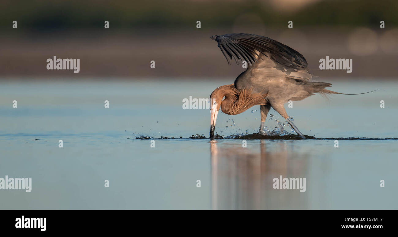 Reddish Egret in Florida Stock Photo - Alamy
