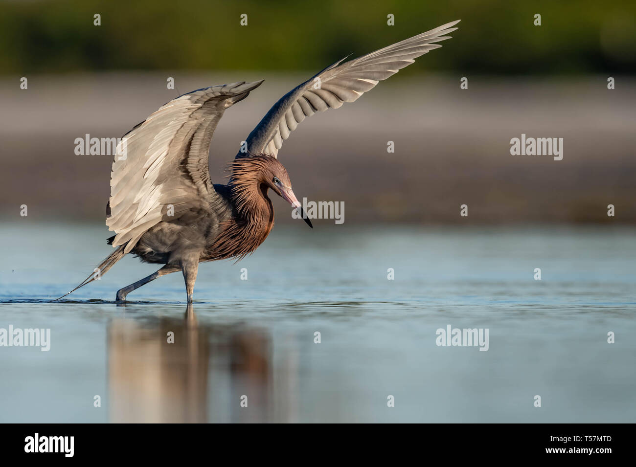 Reddish Egret in Florida Stock Photo - Alamy