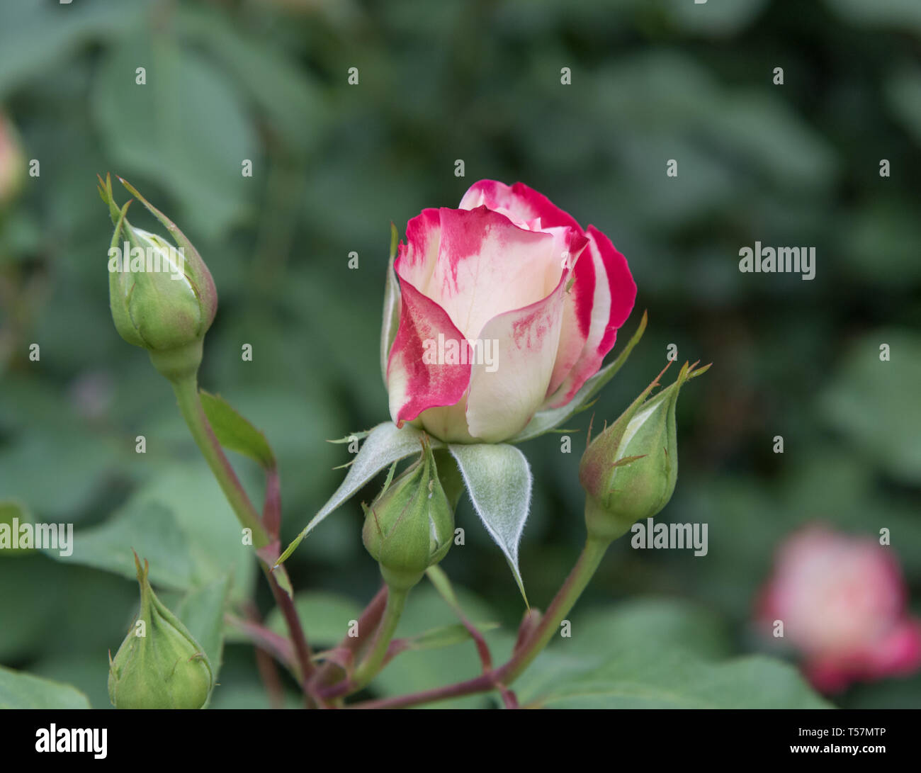 Rose garden california hi-res stock photography and images - Alamy