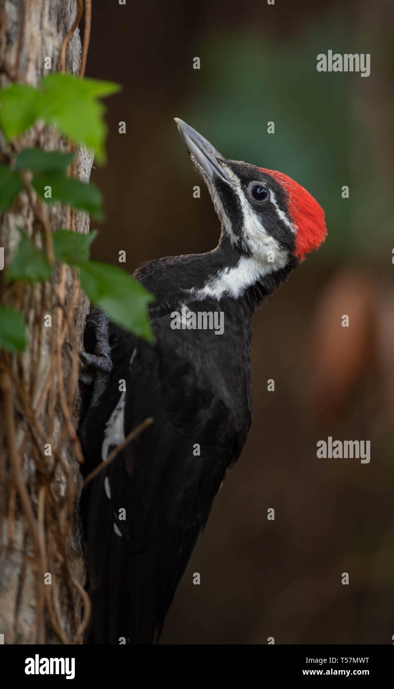 Woodpecker finch hi-res stock photography and images - Alamy