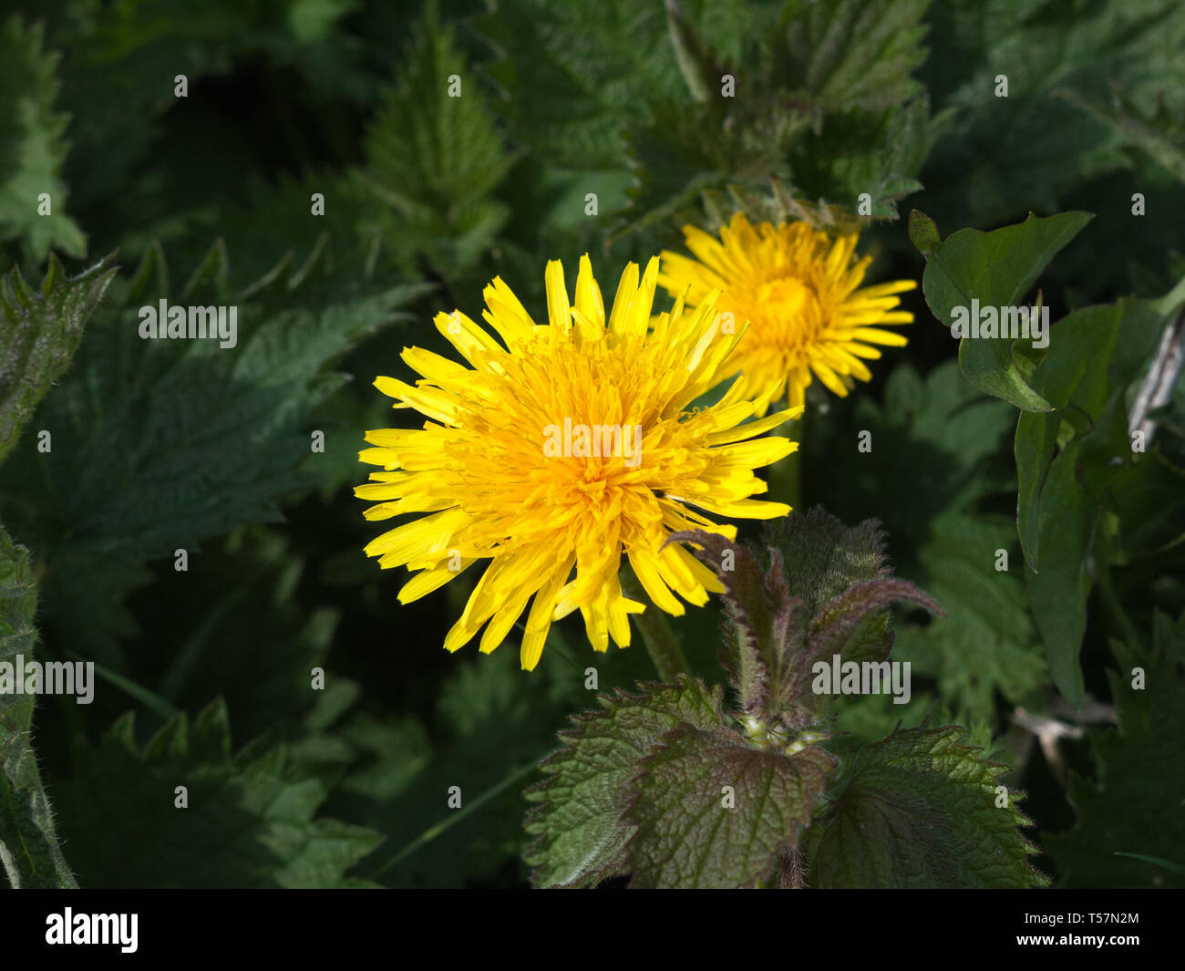 Beautiful golden yellow dandelion flower close up green leaves; Bures ...
