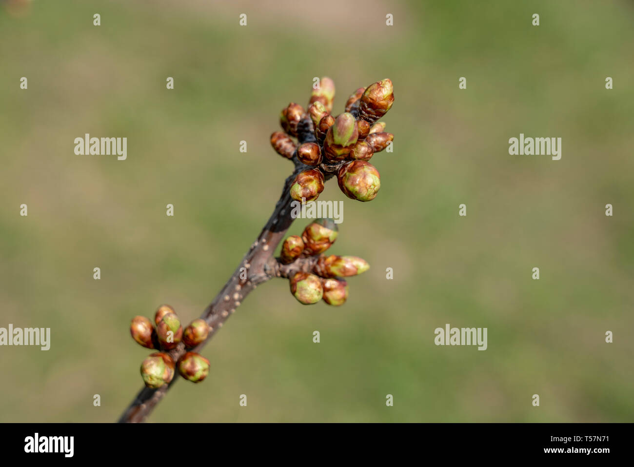 Swollen buds hi-res stock photography and images - Alamy