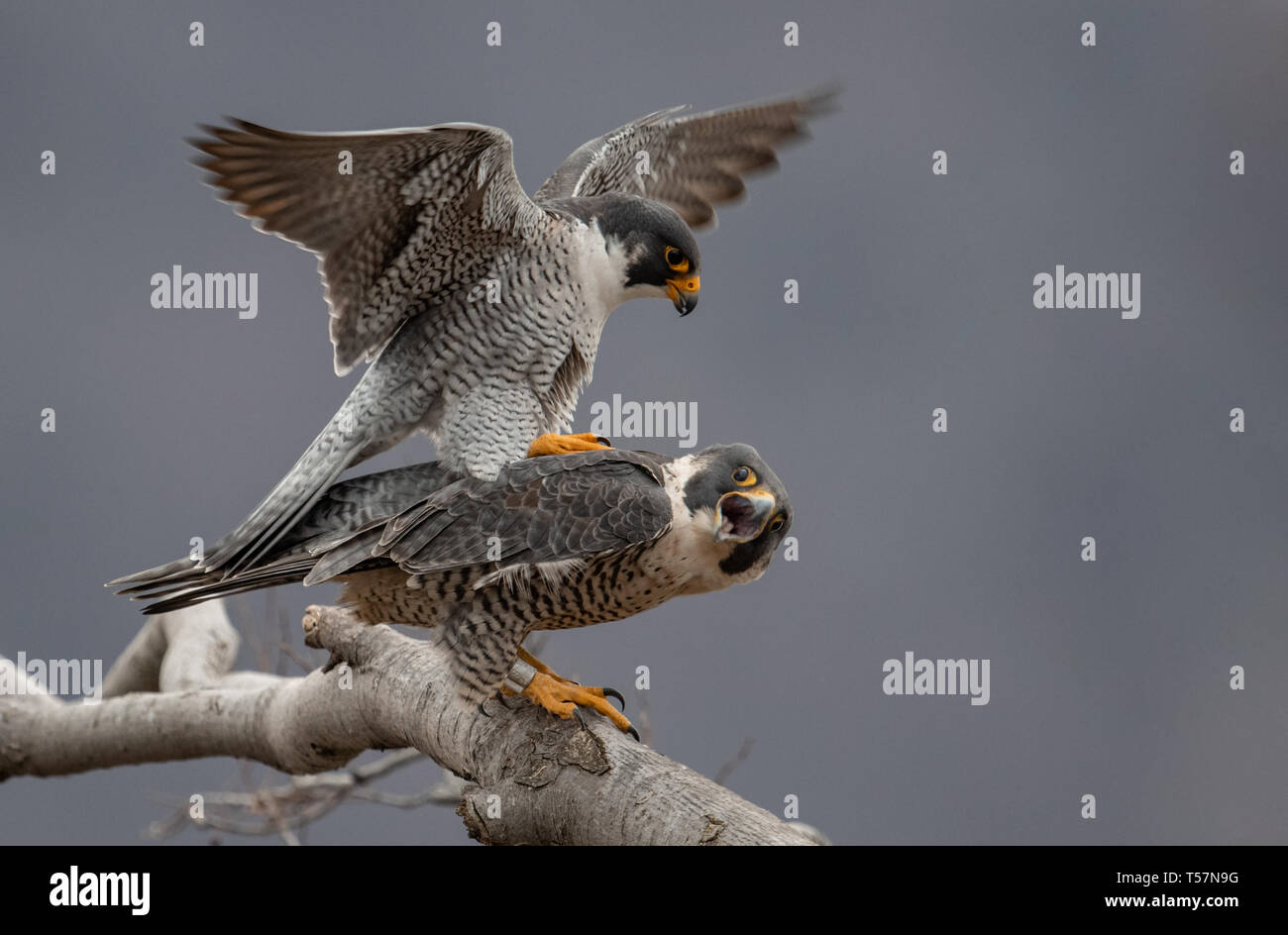 Falcon feather hi-res stock photography and images - Alamy
