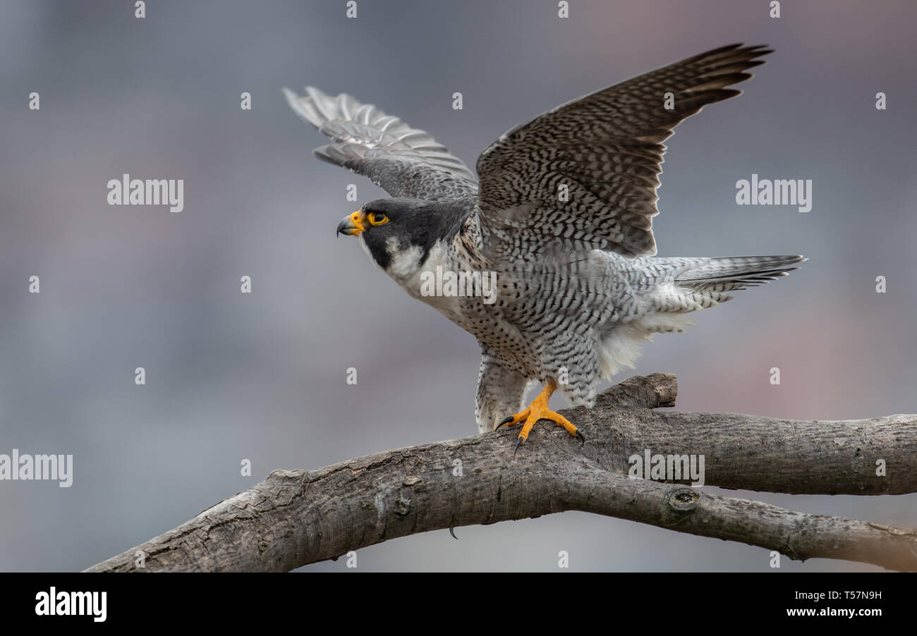 Falcon feather hi-res stock photography and images - Alamy