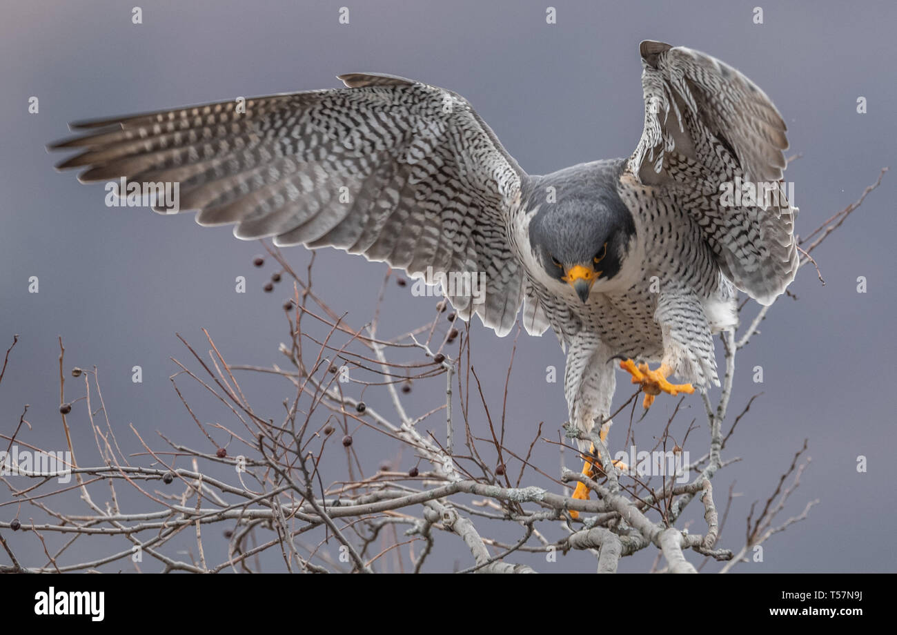 Falcon feather hi-res stock photography and images - Alamy