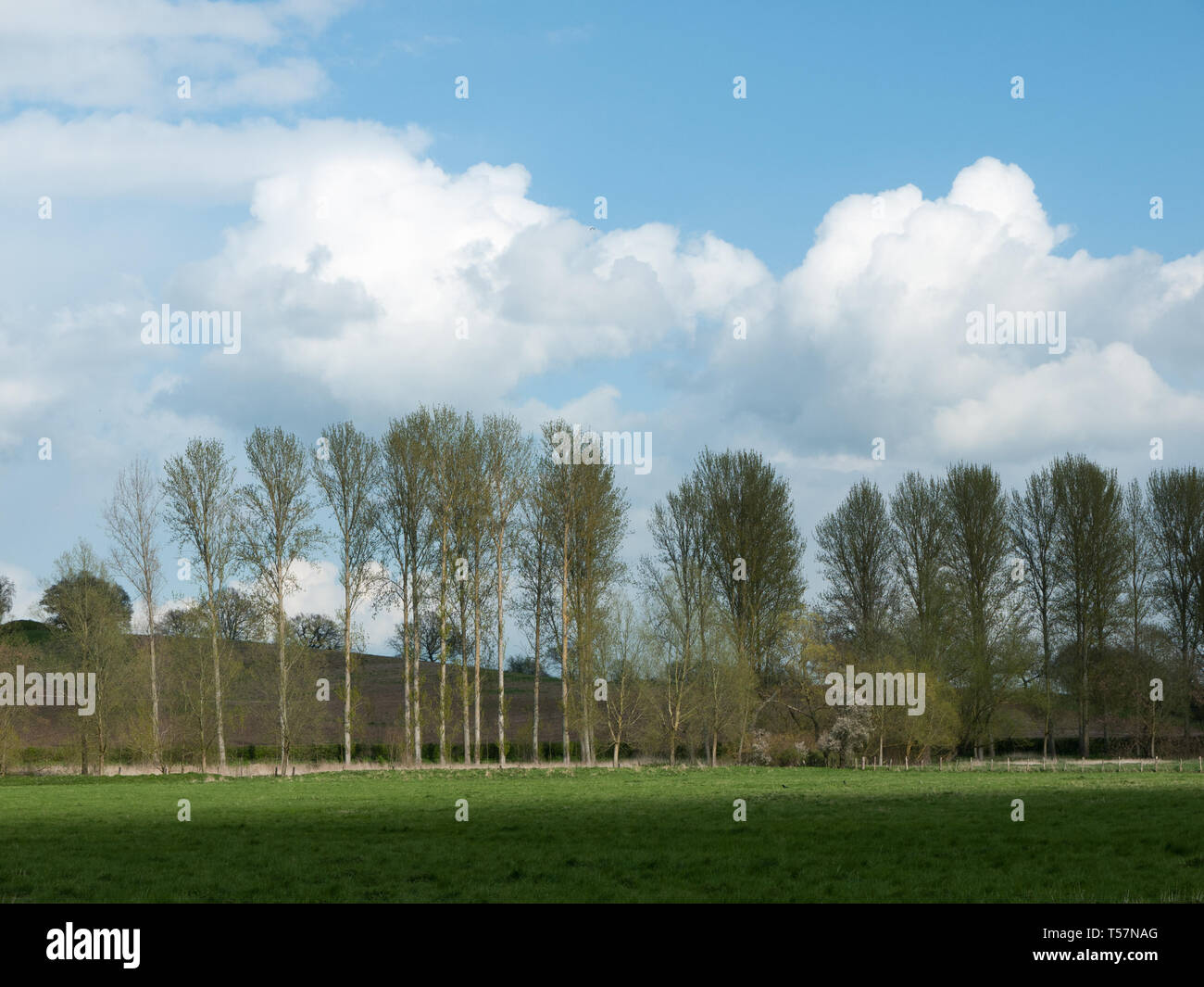 Line of trees nature with background of cloud scenery; Bures; Suffolk ...