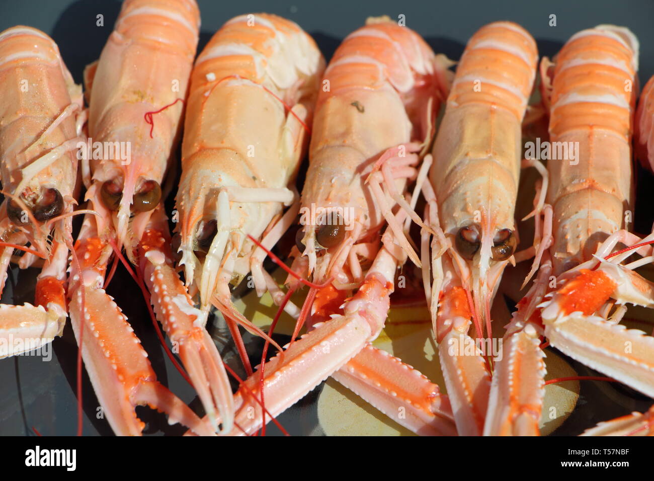 Nephrops on a plate Stock Photo - Alamy