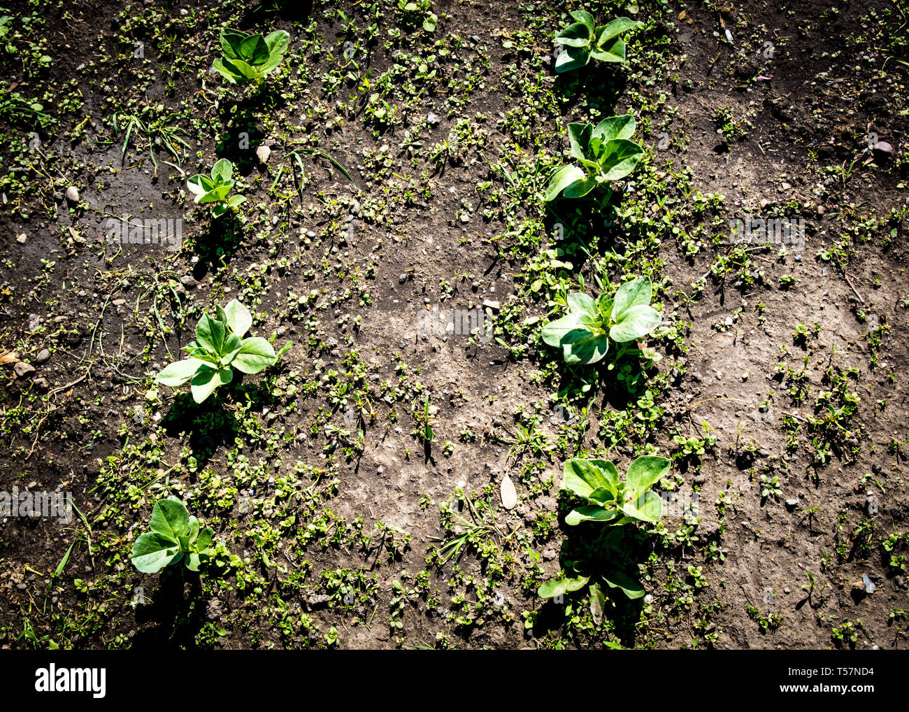 Spring Sowing Of Cabbages High Resolution Stock Photography and Images ...