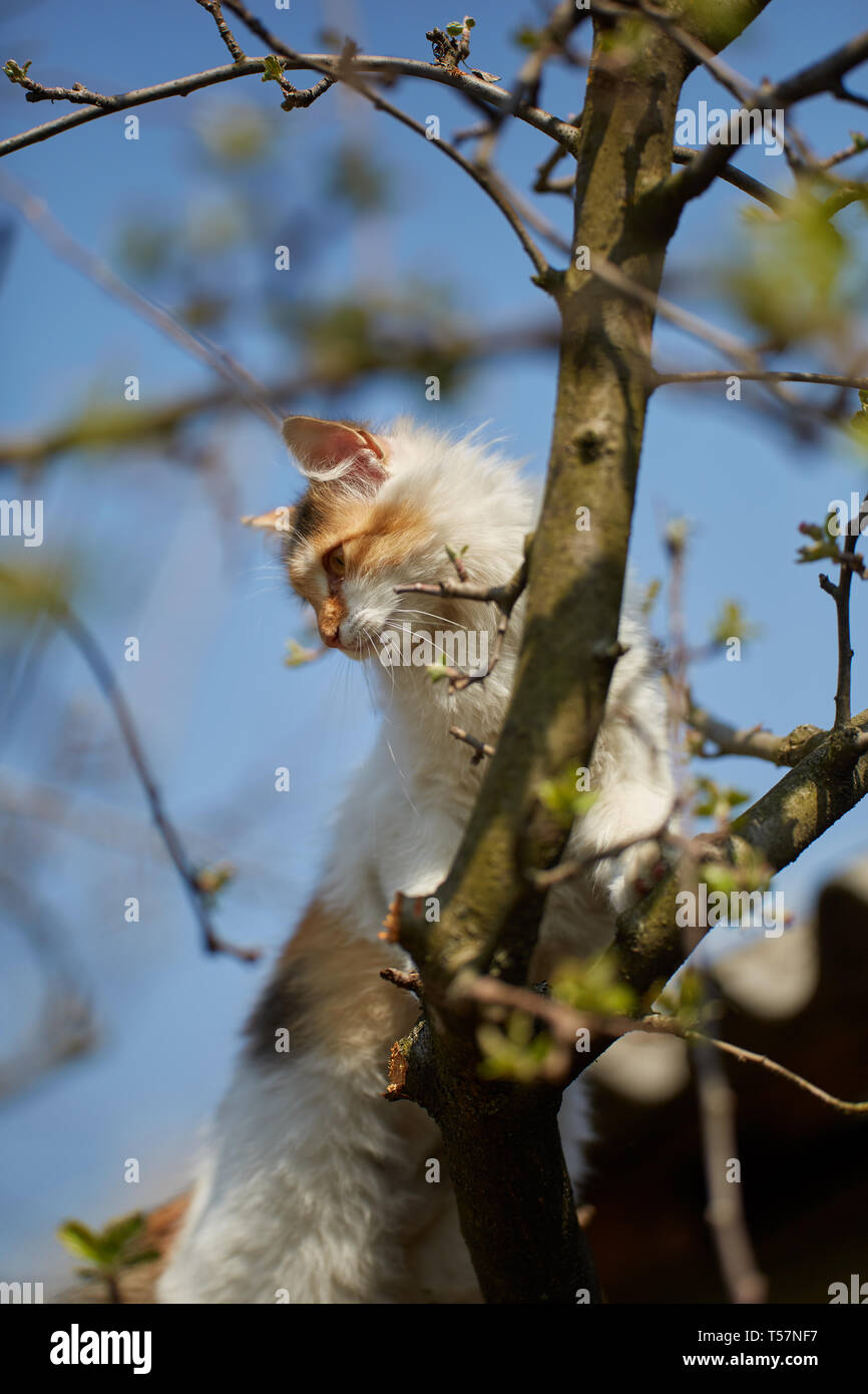 Cute Norwegian forest cat climbing in the trees Stock Photo - Alamy
