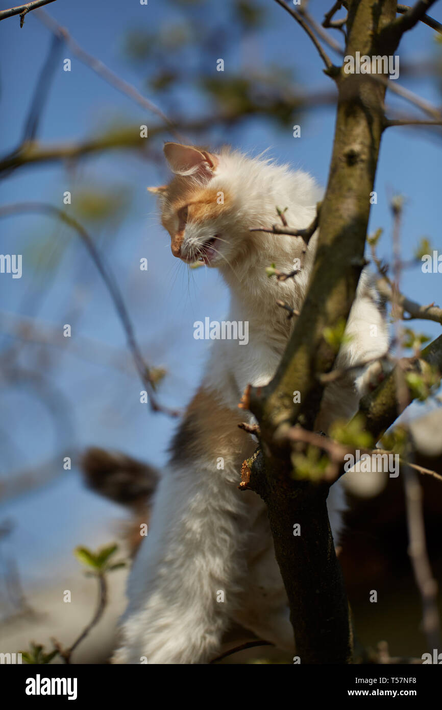 Cute Norwegian forest cat climbing in the trees Stock Photo - Alamy