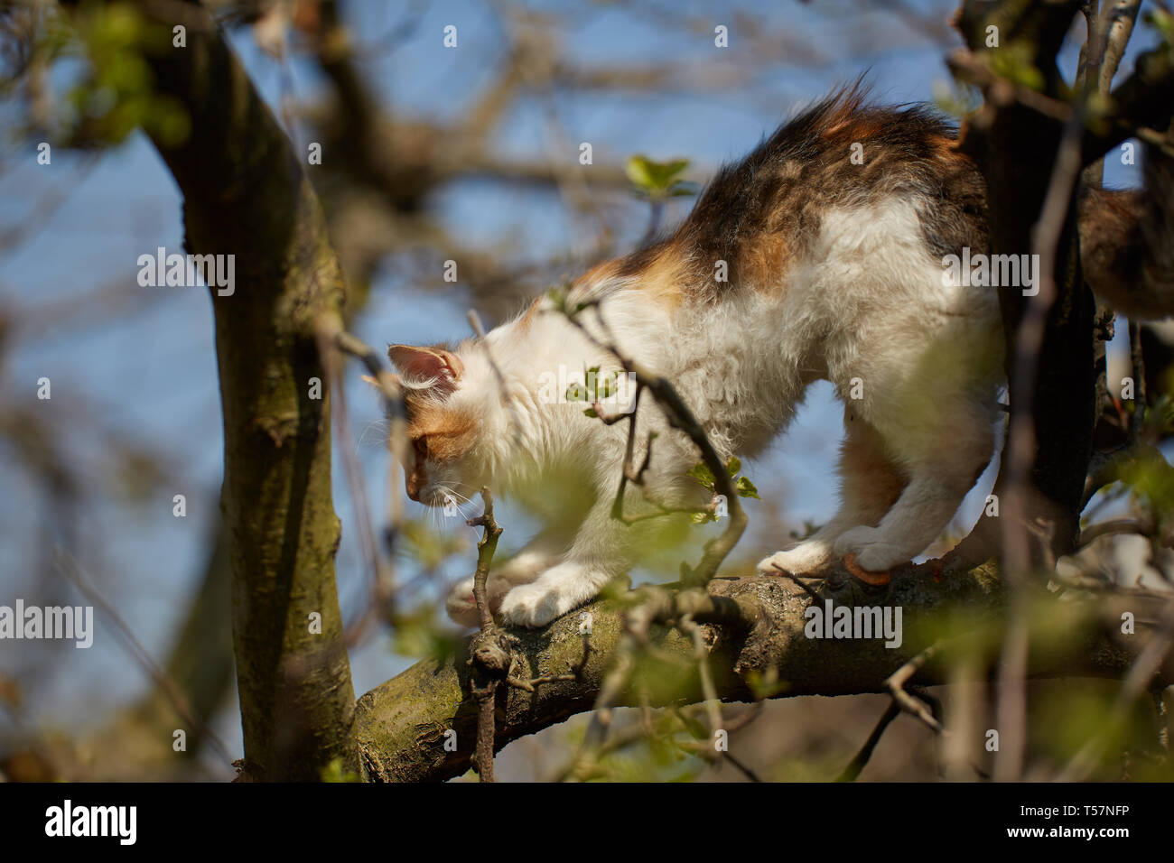 Cute Norwegian forest cat climbing in the trees Stock Photo - Alamy