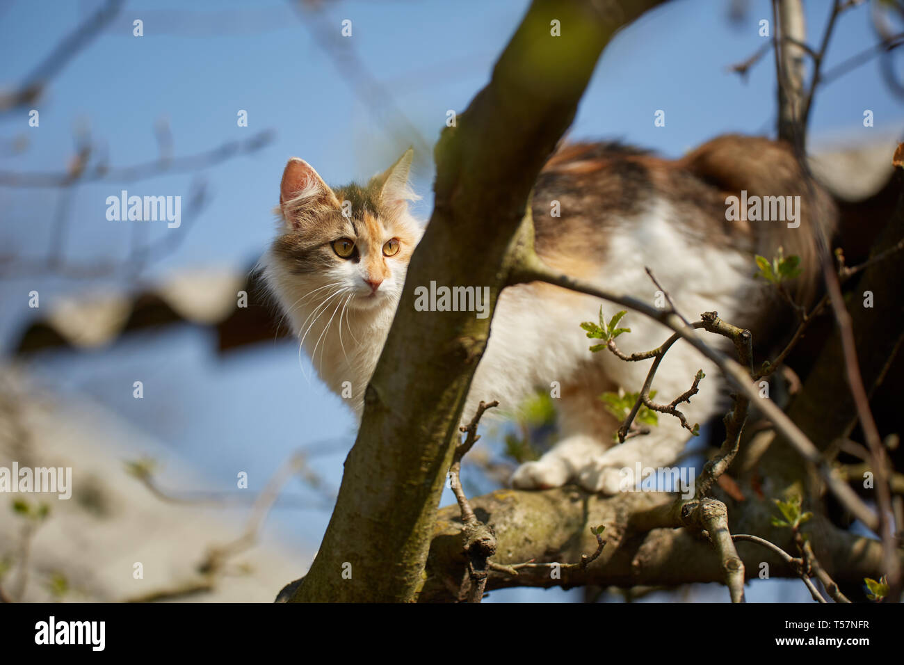 Cute Norwegian forest cat climbing in the trees Stock Photo - Alamy