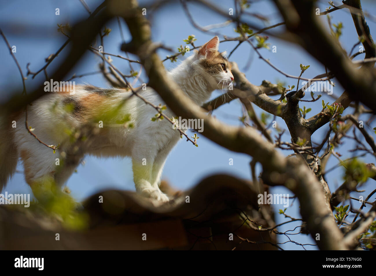 Cute Norwegian forest cat climbing in the trees Stock Photo - Alamy