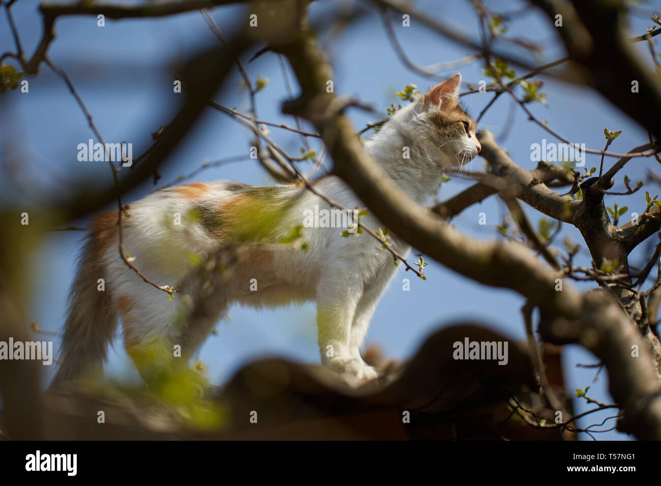 Cute Norwegian forest cat climbing in the trees Stock Photo - Alamy