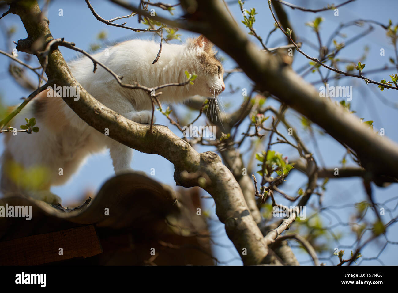 Cute Norwegian forest cat climbing in the trees Stock Photo - Alamy