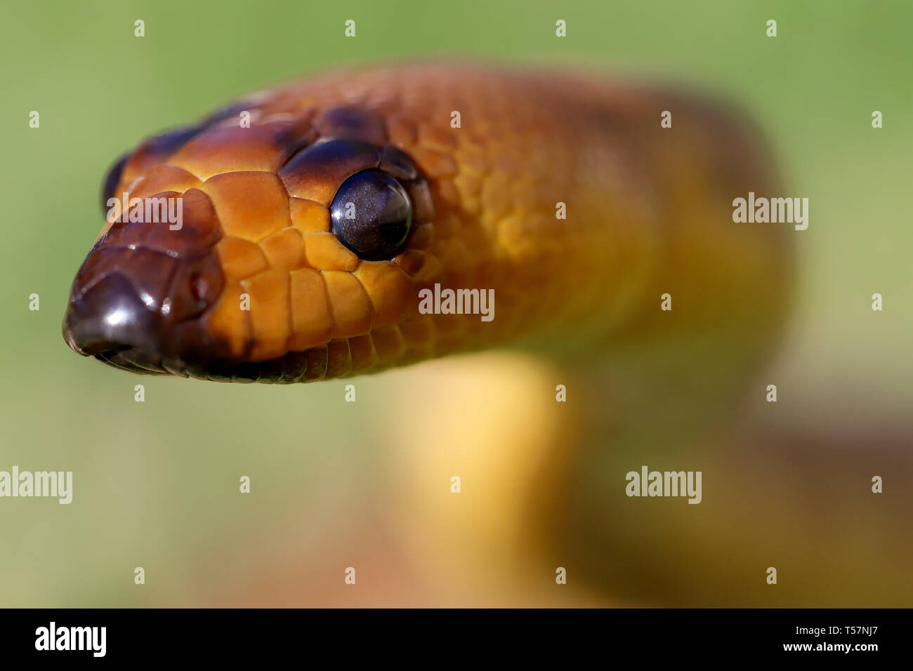 Woma snake hi-res stock photography and images - Alamy