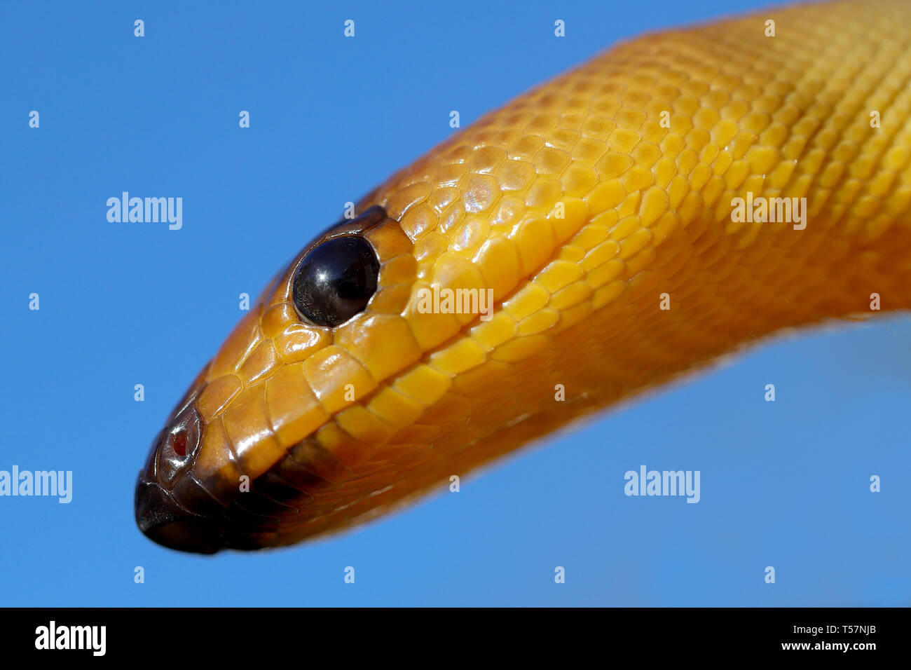 Woma snake hi-res stock photography and images - Alamy