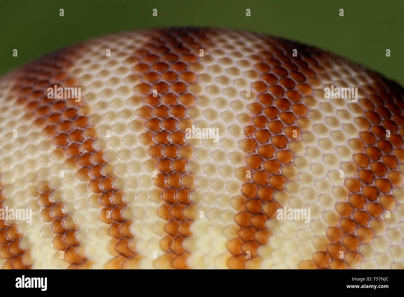 Woma snake hi-res stock photography and images - Alamy