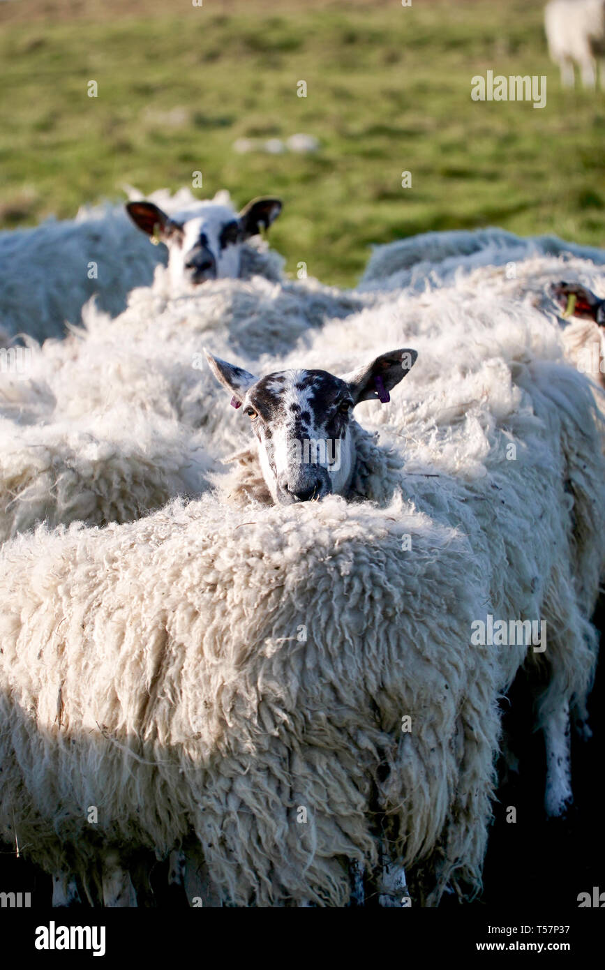 Sheep in a green field with one sheep looking to camera Stock Photo - Alamy