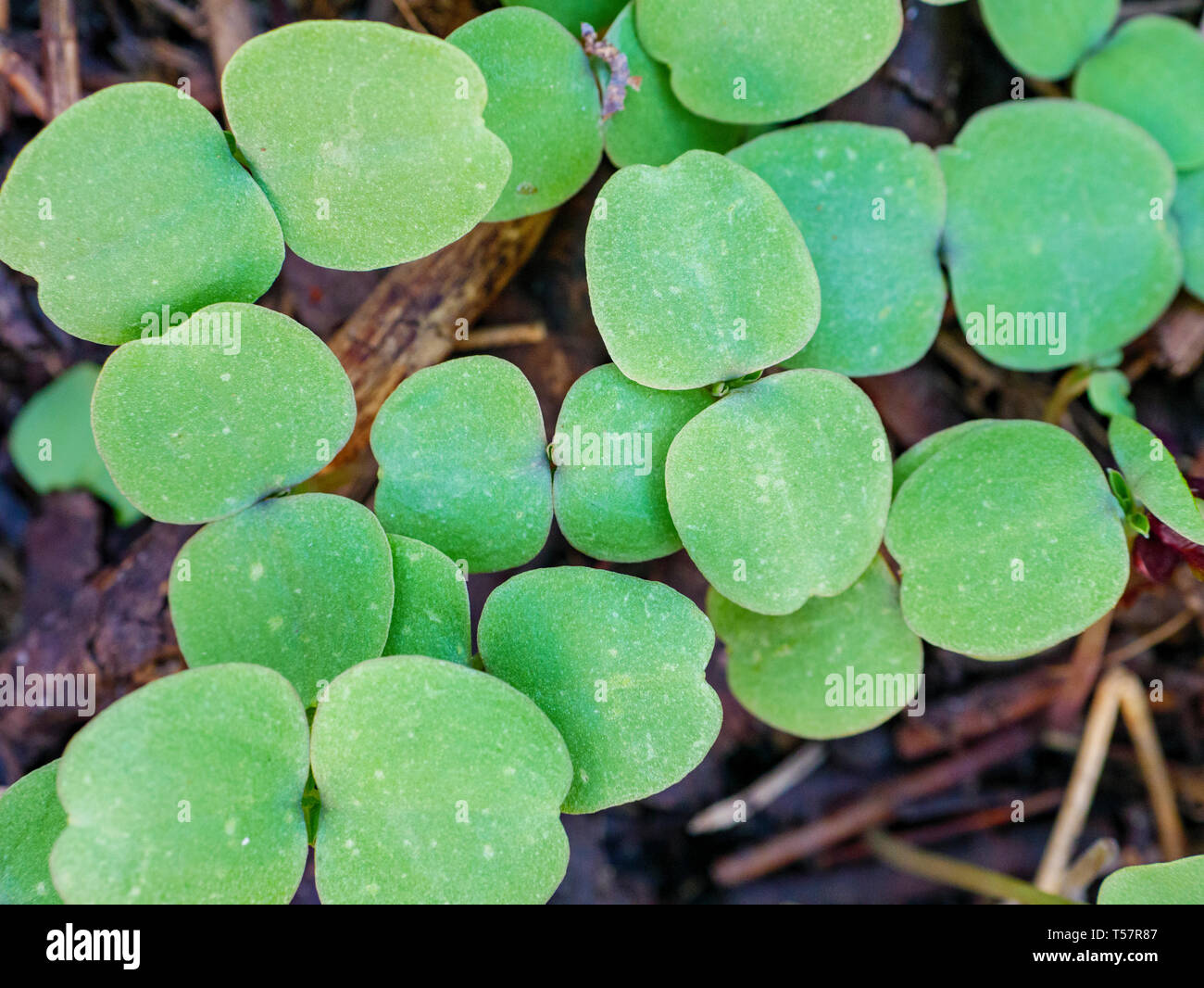 Yellow jewelweed (Impatiens pallida) seedlings Stock Photo - Alamy