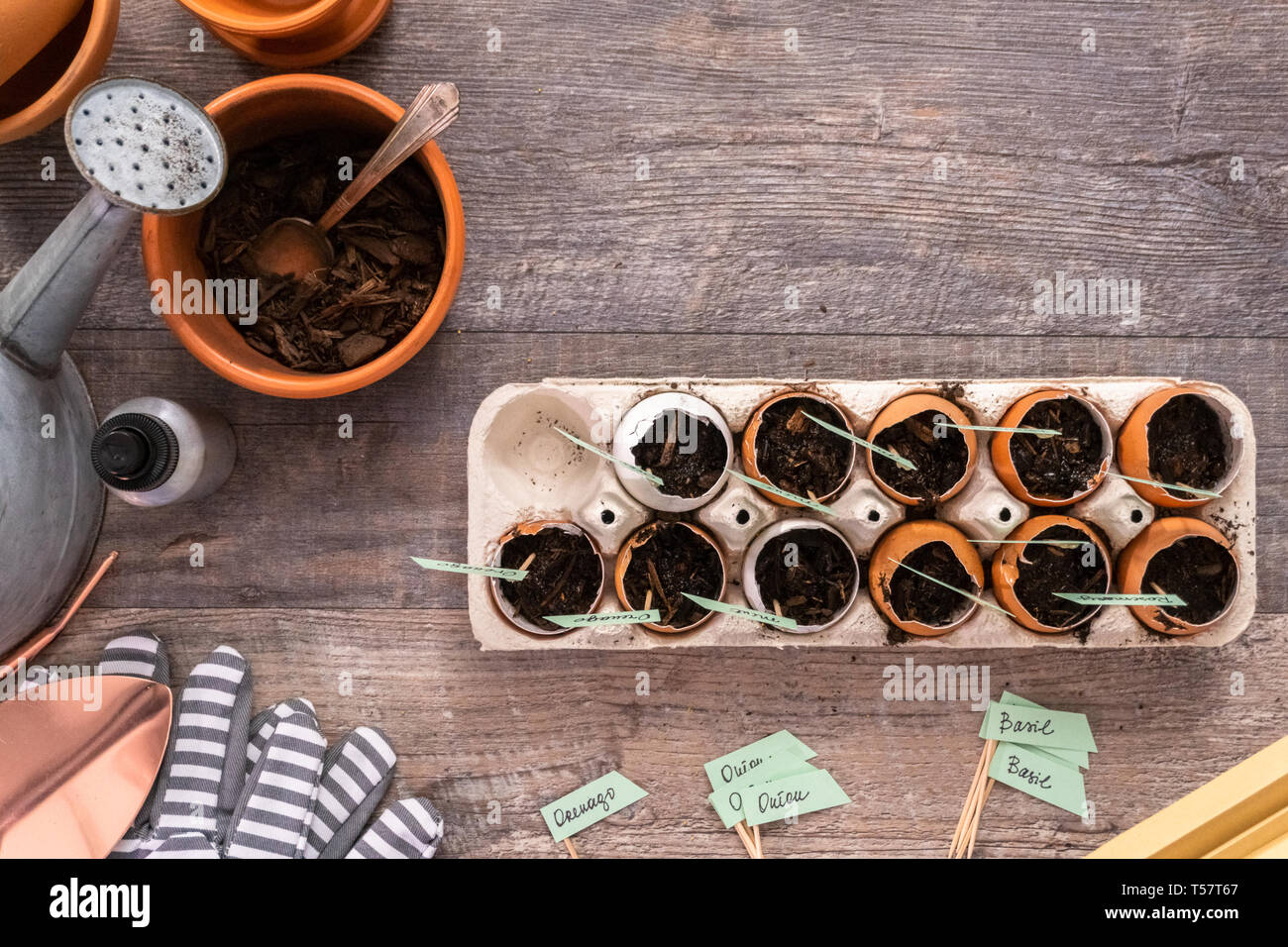 Flat lay. Plantings seeds in eggshells and labeling them with small ...