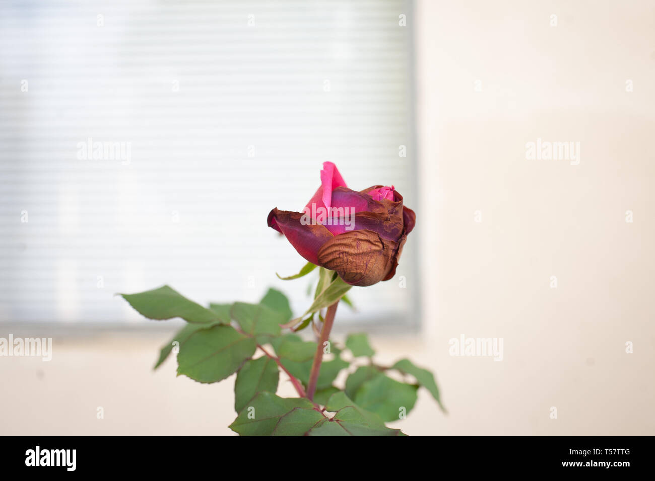 Photo of a rose hi-res stock photography and images - Alamy