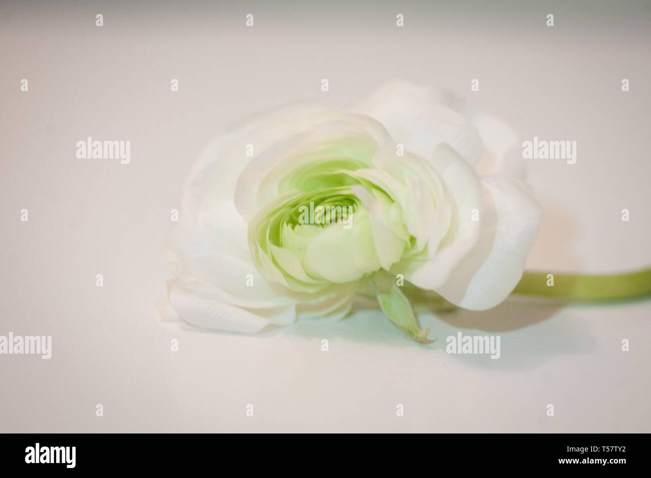 Ranunculus Flowers on White Background Stock Photo - Alamy