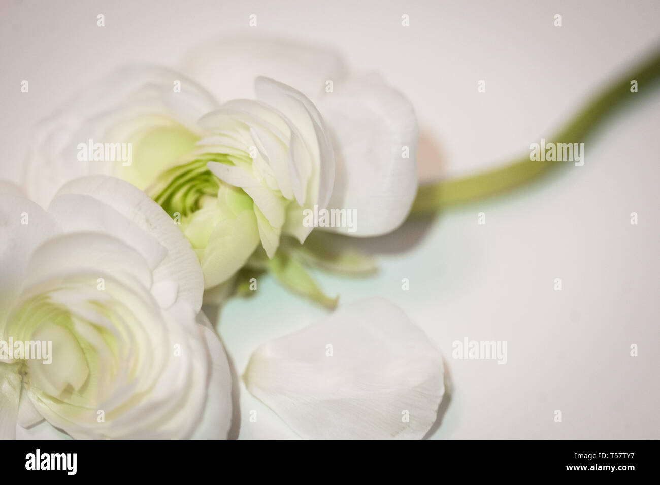 Ranunculus Flowers on White Background Stock Photo - Alamy