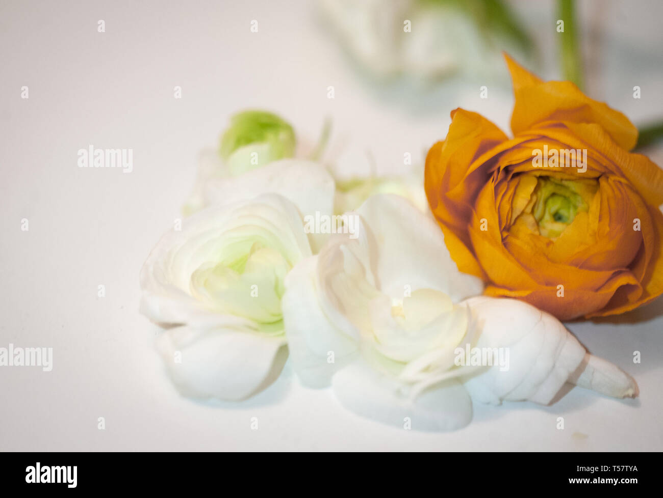 Ranunculus Flowers on White Background Stock Photo - Alamy