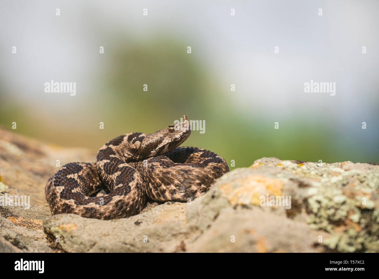 Horn nosed Viper,Vipera ammodytes, on sunny spring day in the Kresna ...