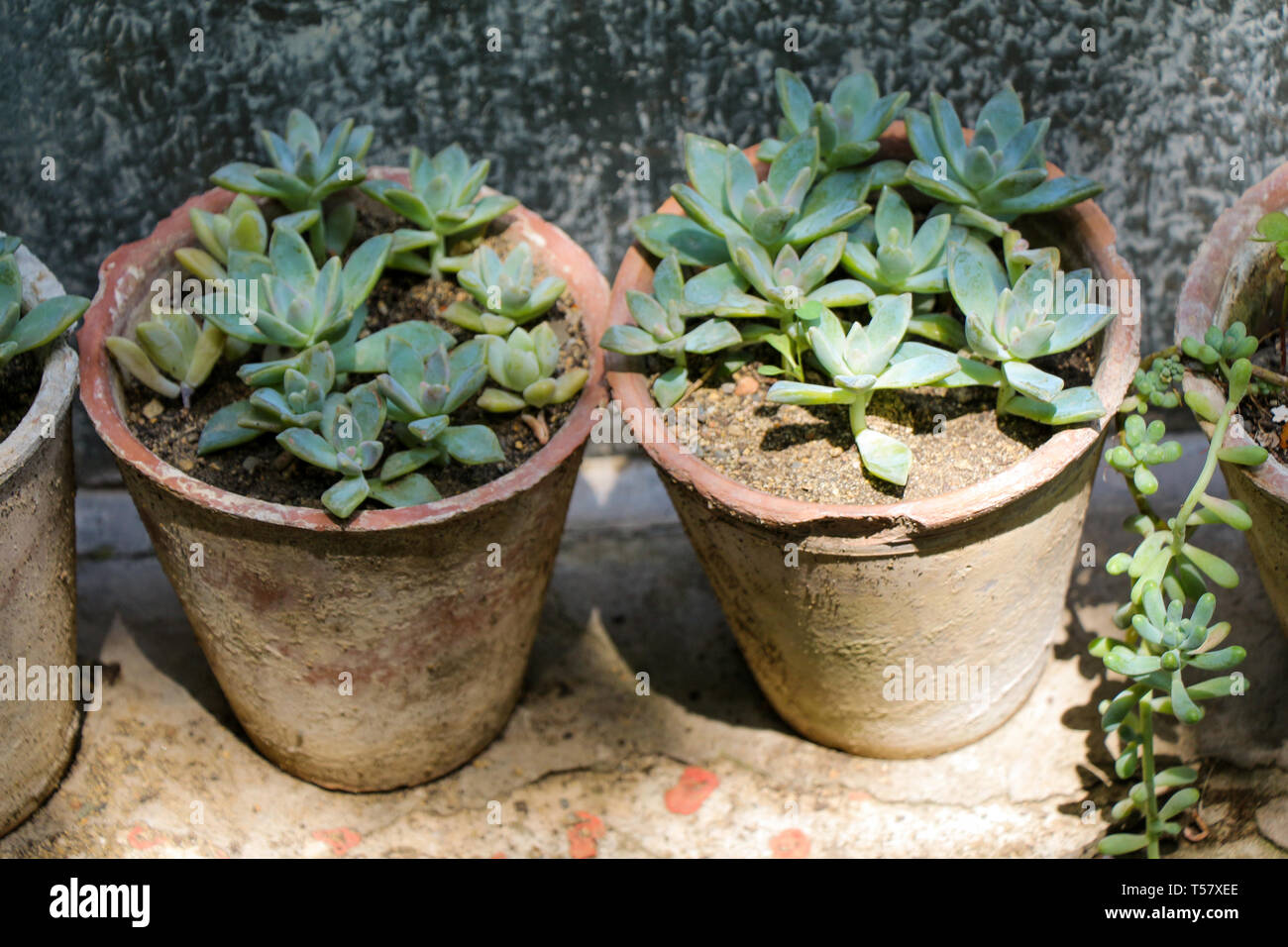 Flowers in flower pot in a botanical garden section Stock Photo - Alamy