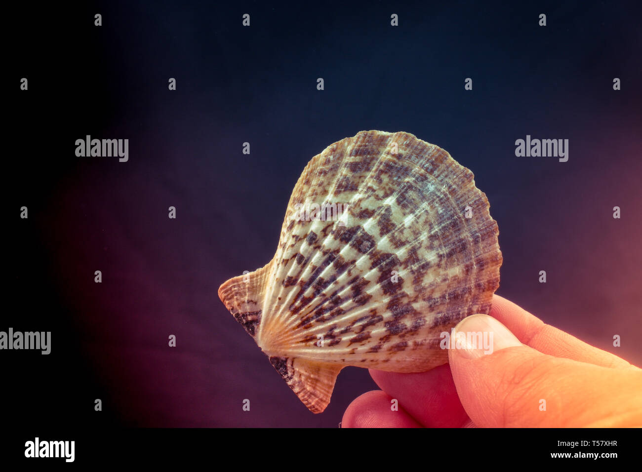 Hand holding beautiful seashell in hand on black Stock Photo - Alamy