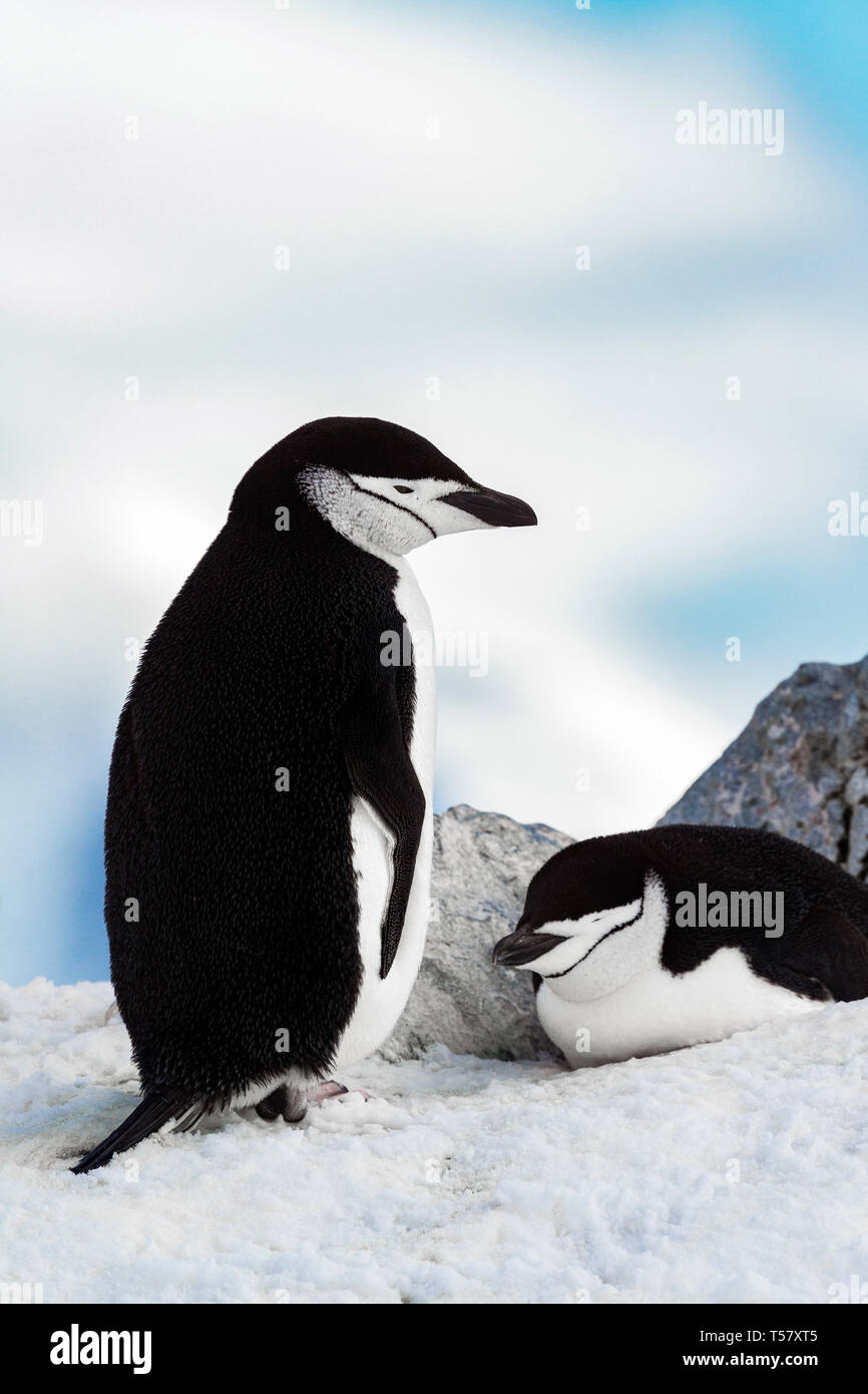 Penguin couple hi-res stock photography and images - Alamy